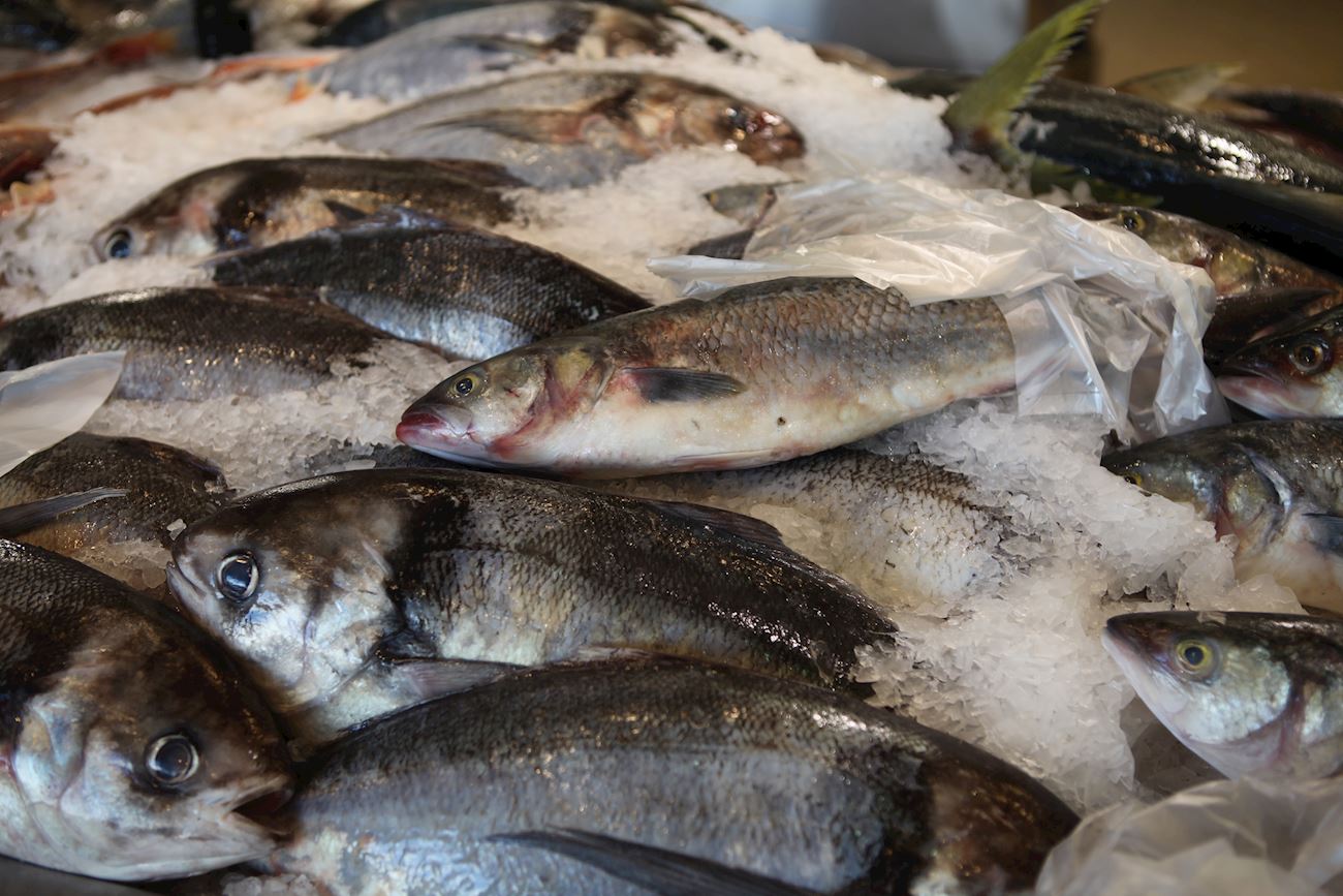 Blue Warehou | Local White Fish From Tasmania, Australia