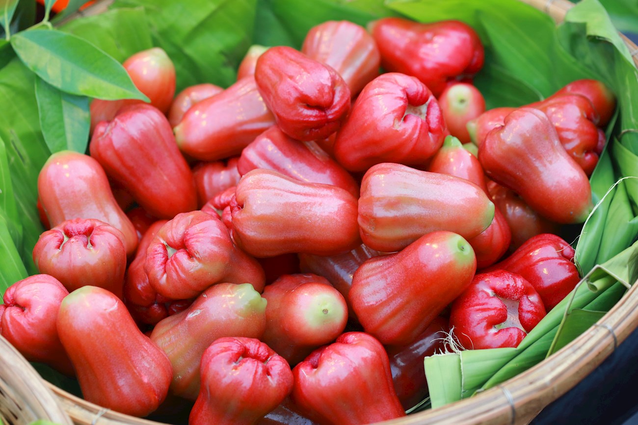 Jambu Bol | Local Tropical Fruit From Malaysia, Southeast Asia