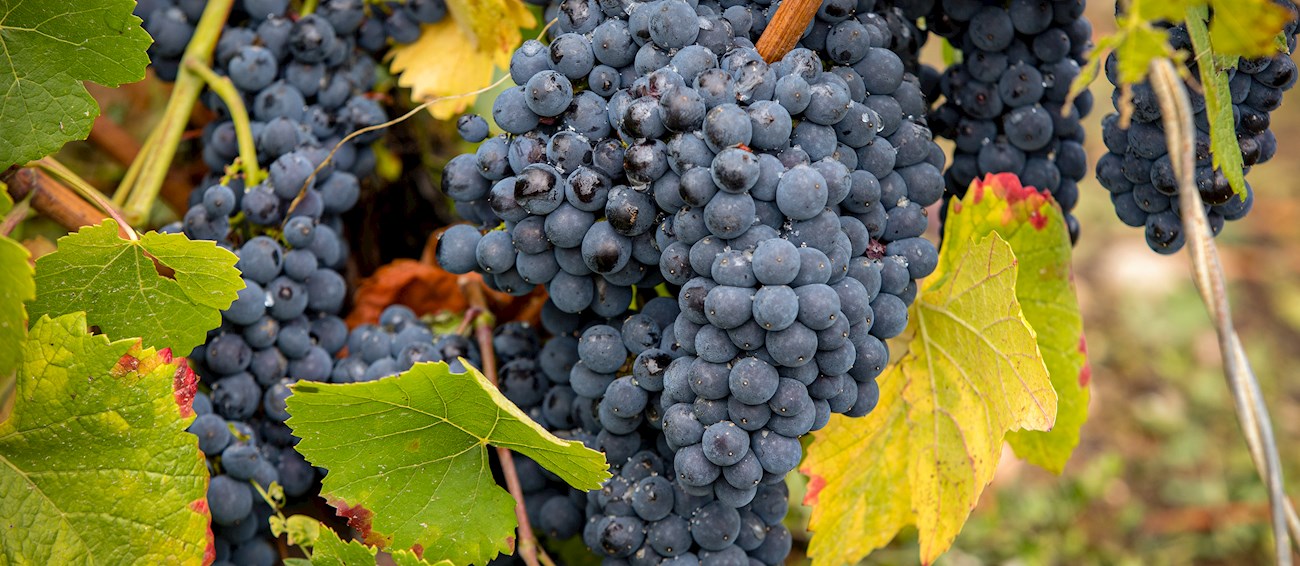 Pinot Meunier | Local Wine Variety From France, Western Europe