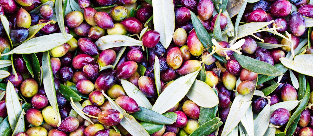 Koroneiki | Local Olives From Greece, Southeastern Europe