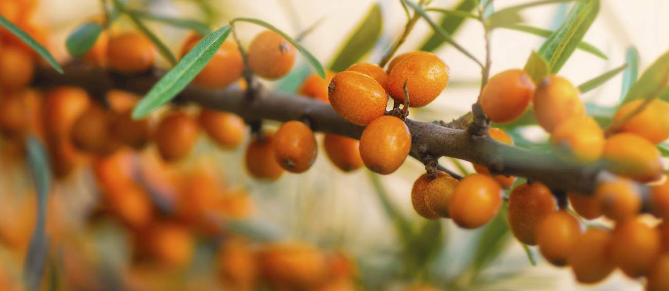 Uvs Chatsargana | Local Sea Buckthorn From Uvs Province, Mongolia