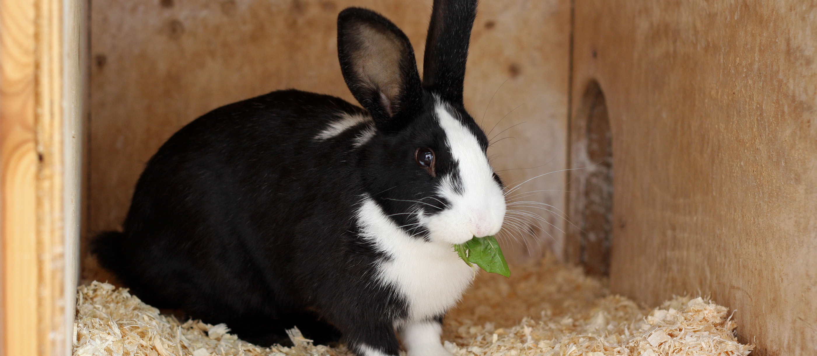 Sheep Herding Rabbit In Sweden