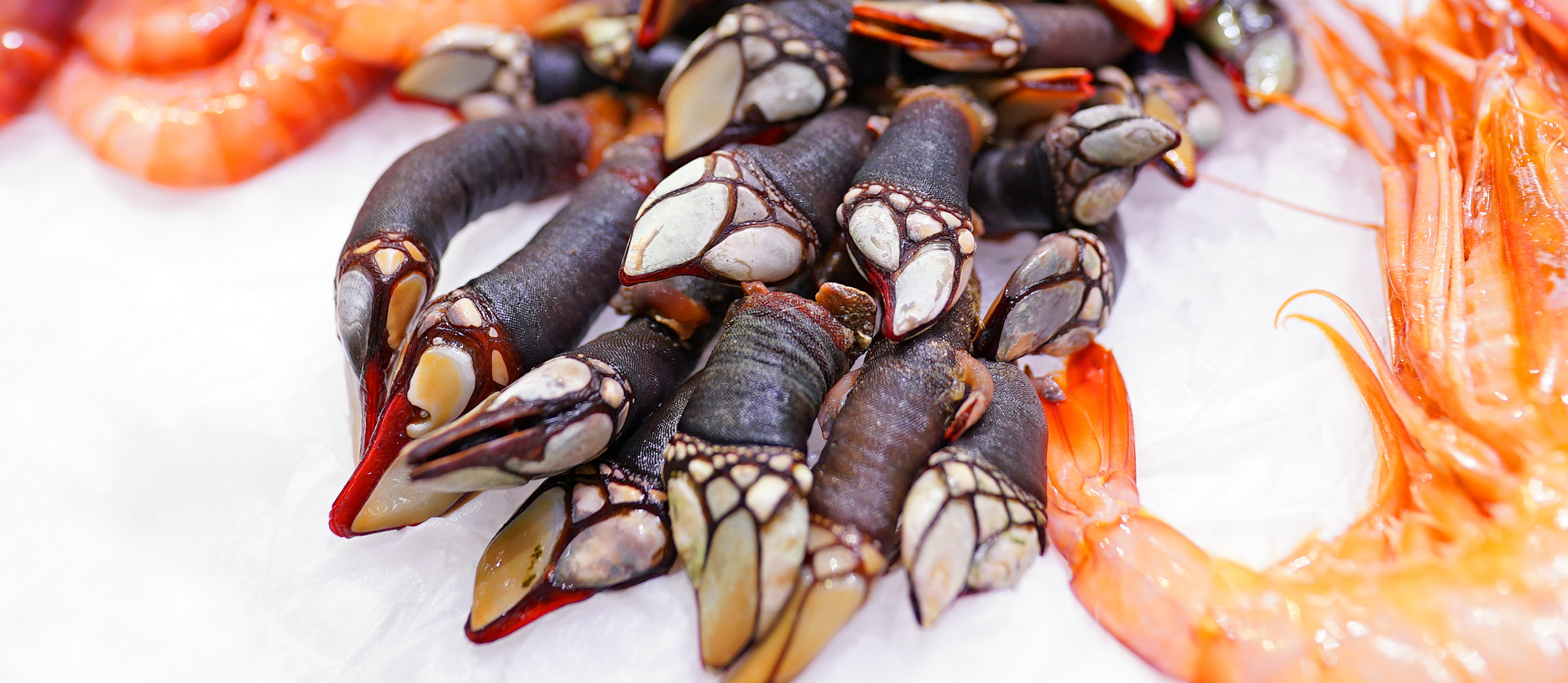 Percebes Marisco