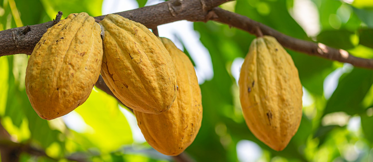 Forastero | Local Cocoa Beans From Brazil