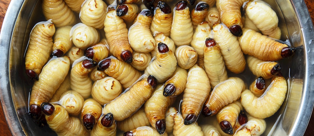 South American Palm Weevil Larvae | Local Insect From South America