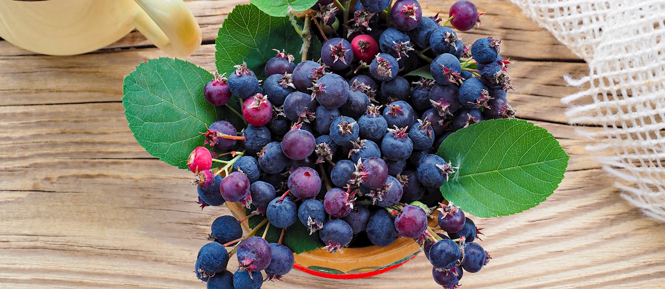 Saskatoon Berry | Local Juneberries From British Columbia, Canada