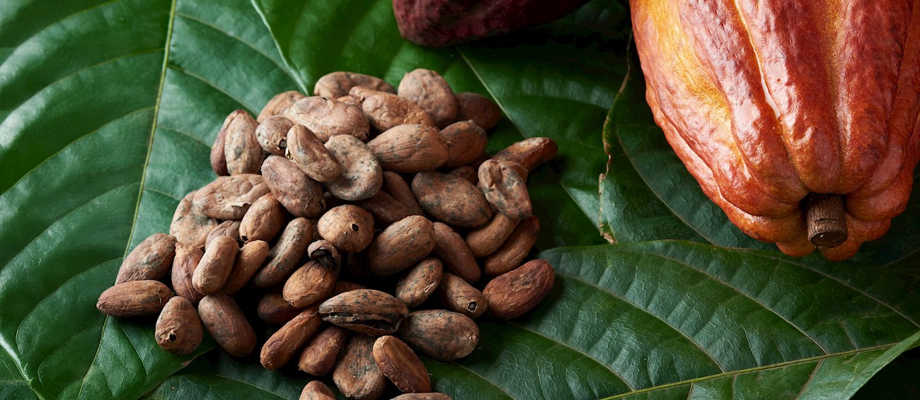 Beniano | Local Cocoa Beans From Beni Department, Bolivia