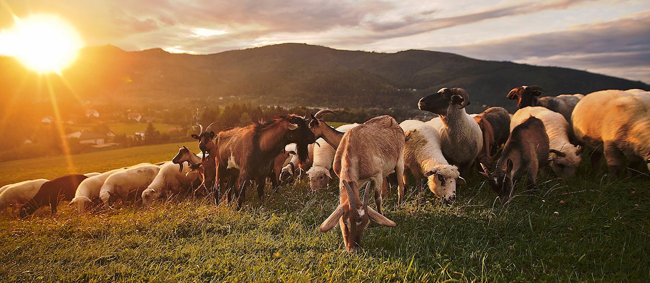 Bundz | Local Cheese From Podhale, Poland