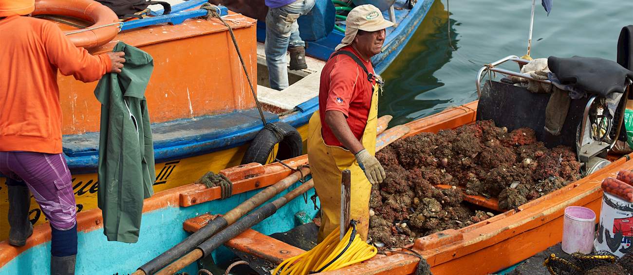 Pyura Chilensis | Local Seafood From Chile