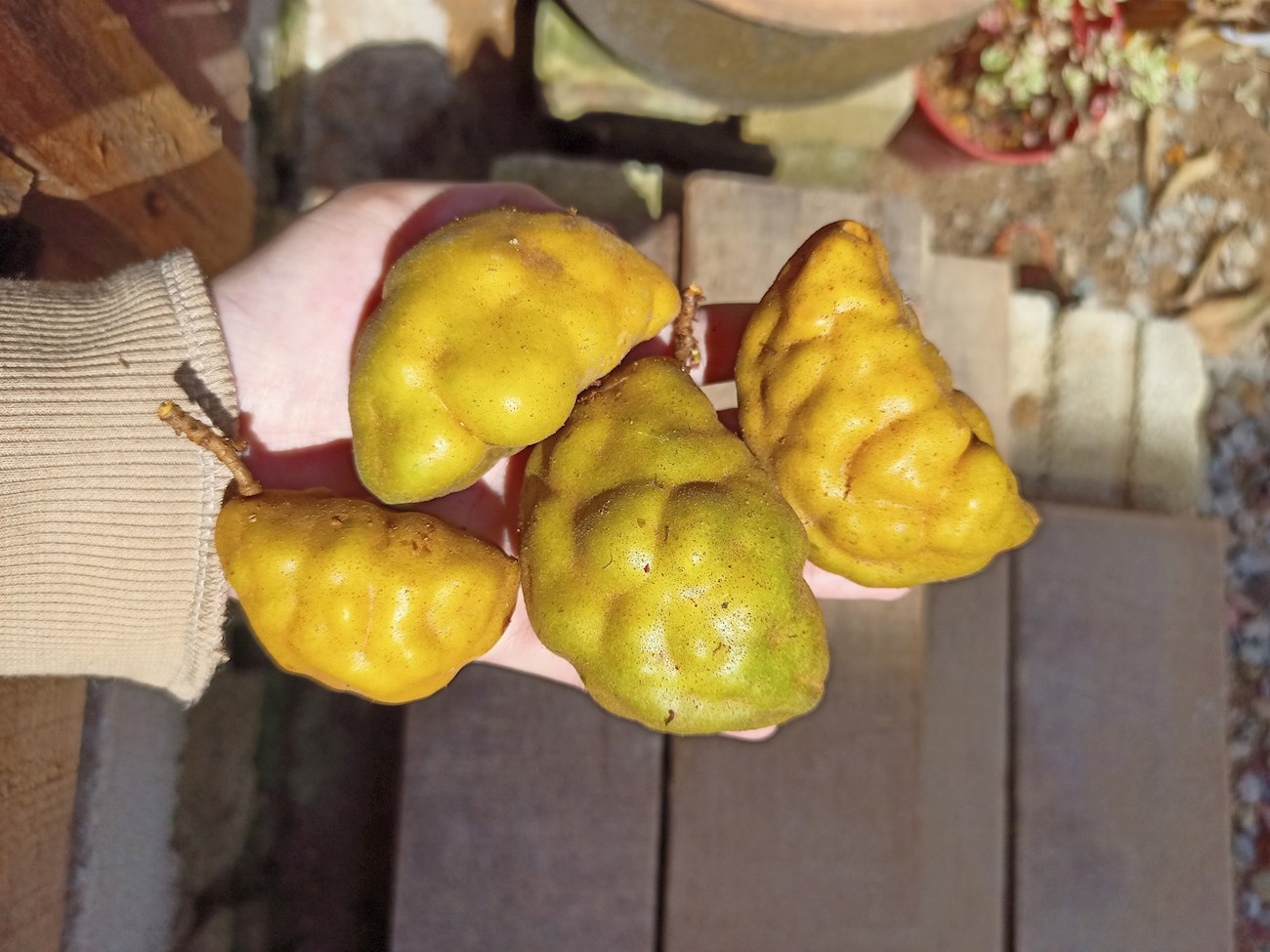 Namnam | Local Tropical Fruit From Malaysia, Southeast Asia
