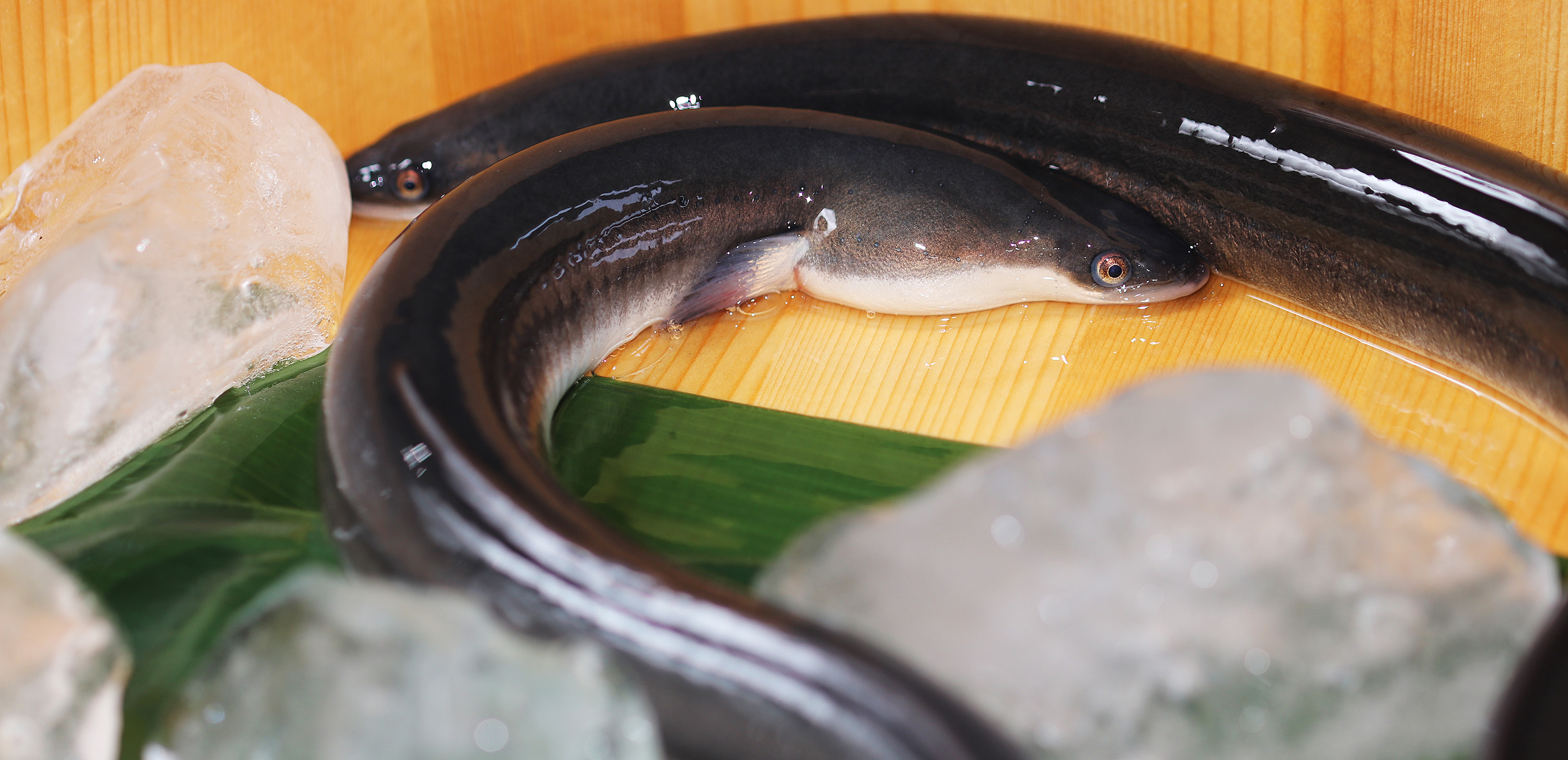 Freshwater Eel