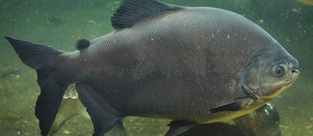 Tambaqui | Local Freshwater Fish From Brazil