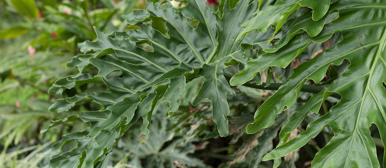 Guaimbé | Local Plant From Misiones Province, Argentina