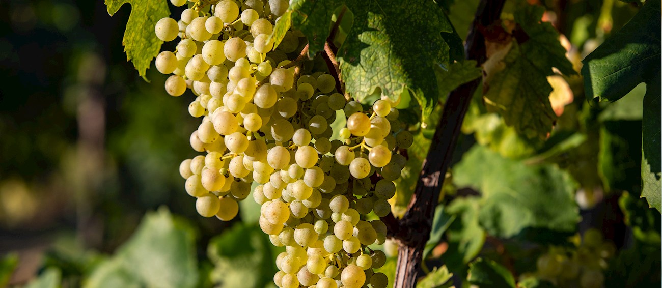 Glera | Local White Grapes From Veneto, Italy