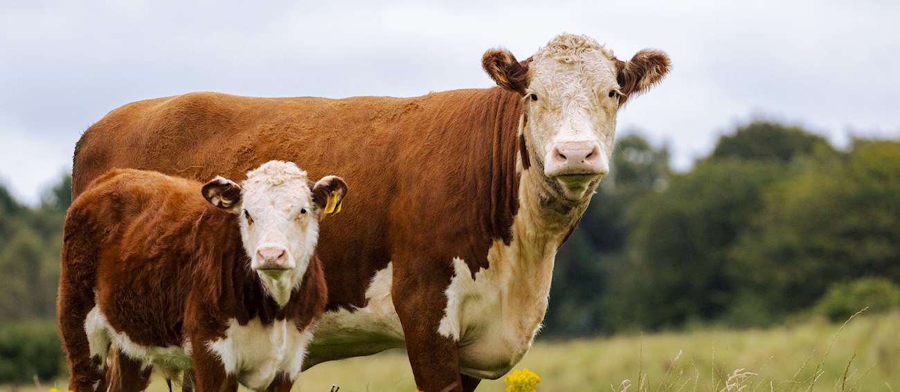 Hereford Cattle | Local Beef Cattle Breed From Herefordshire, England