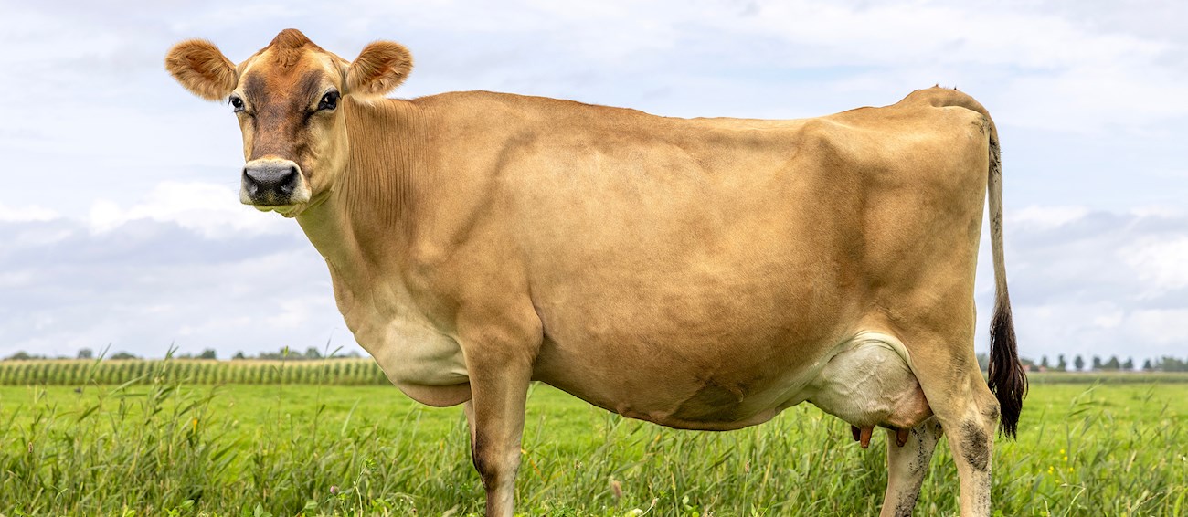 Jersey Cattle | Local Beef Cattle Breed From Jersey, United Kingdom