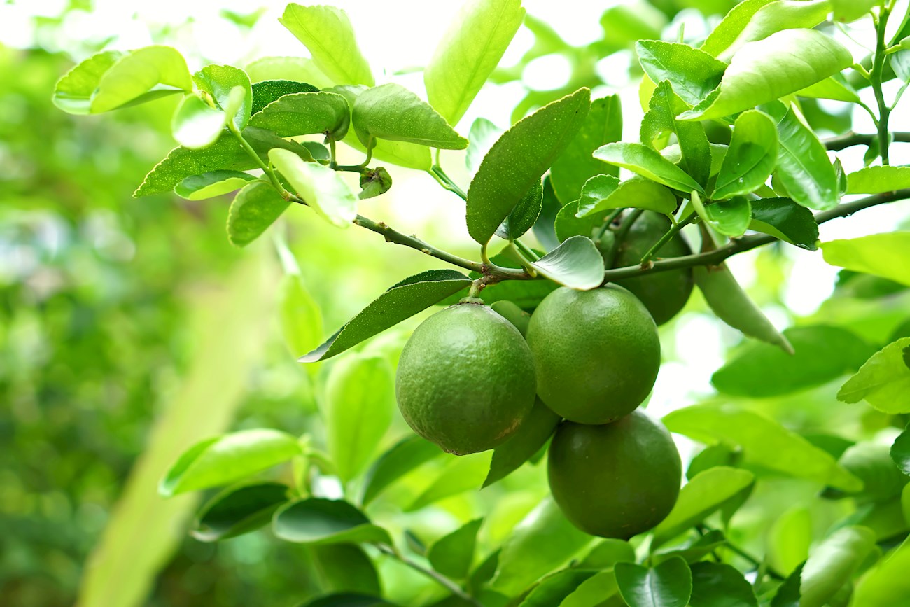 Lumiċell | Local Lime From Malta, Western Europe