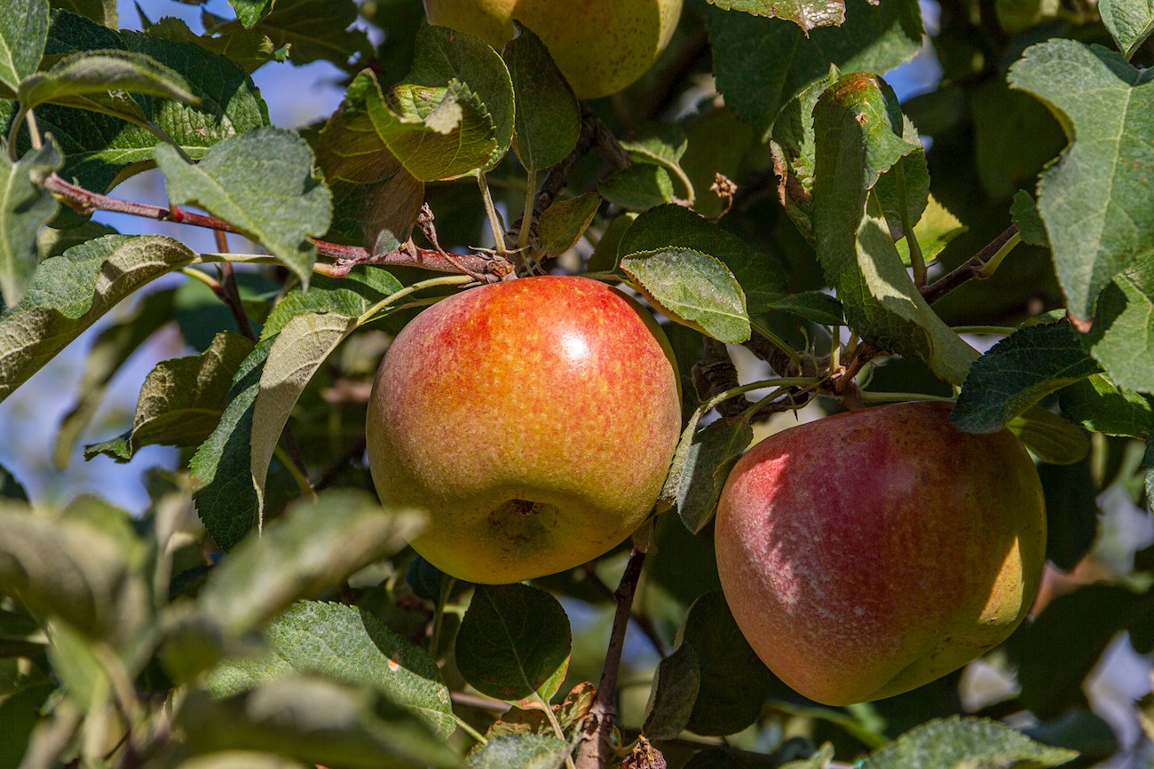Golden Nugget Apples | Local Apple Variety From Kentville, Canada