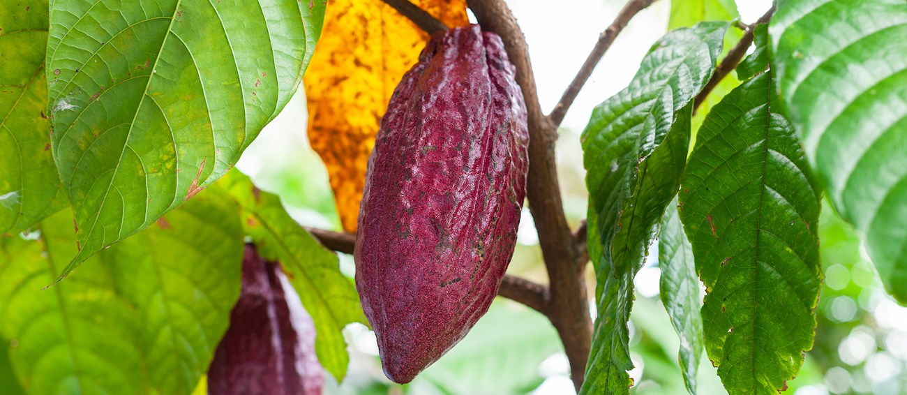 Trinitario | Local Cocoa Beans From Trinidad and Tobago, Caribbean