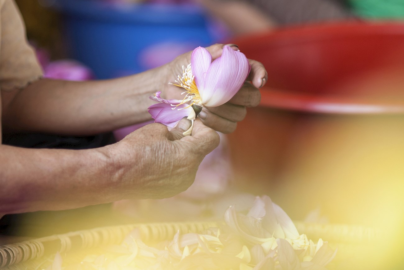 Trà Sen | Local Tea From Hanoi, Vietnam