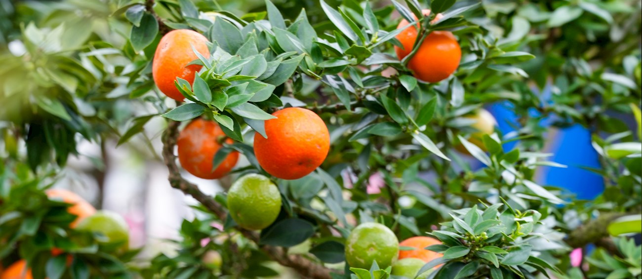 Chinotto Fruit | Local Citrus Fruit From Italy, Western Europe
