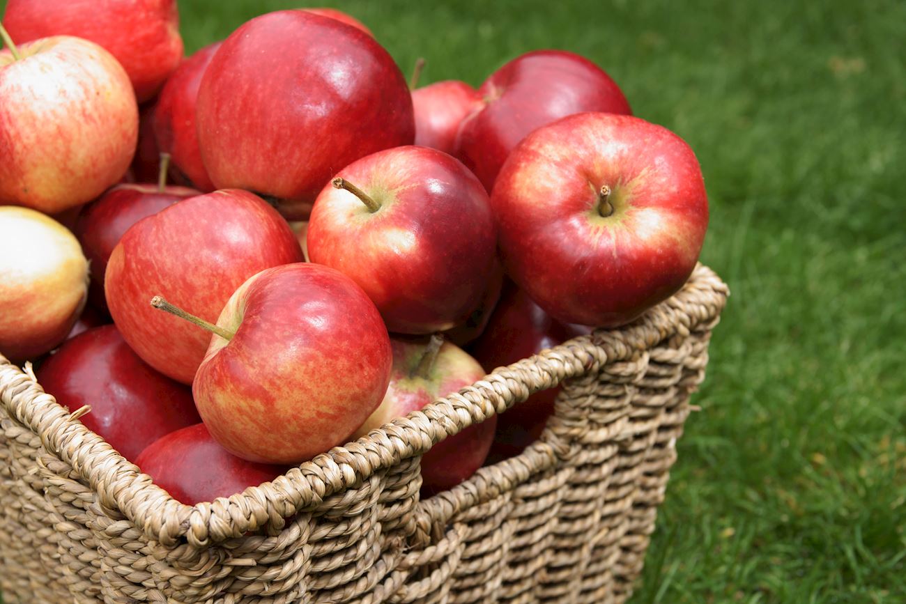 Discovery Apples | Local Apple Variety From Essex, England