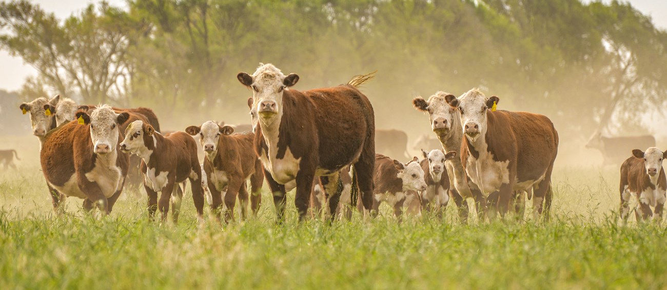 Hereford Cattle | Local Beef Cattle Breed From Herefordshire, England