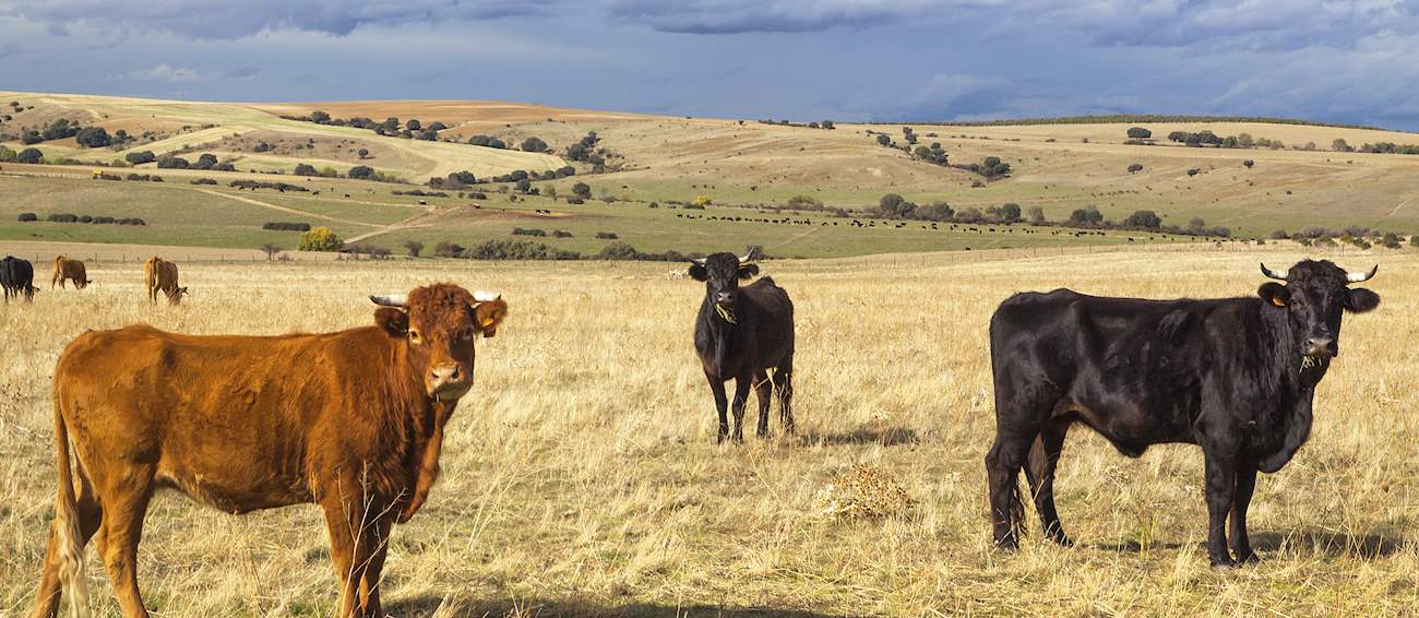 Ternera de Aliste | Local Beef Cattle Breed From Aliste, Spain