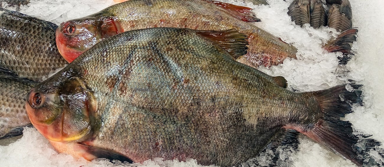 Tambaqui | Local Freshwater Fish From Brazil
