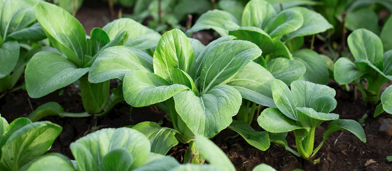 Bok Choy | Local Cabbage From China, East Asia